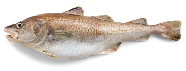 Wild Alaskan Cod – 49th Fresh